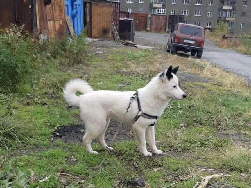 Продаю щенки породы оленегонка
