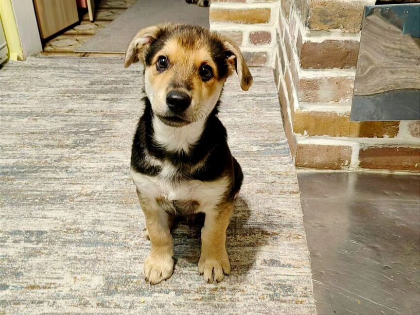 Невероятно милый щенок Бобик ищет дом