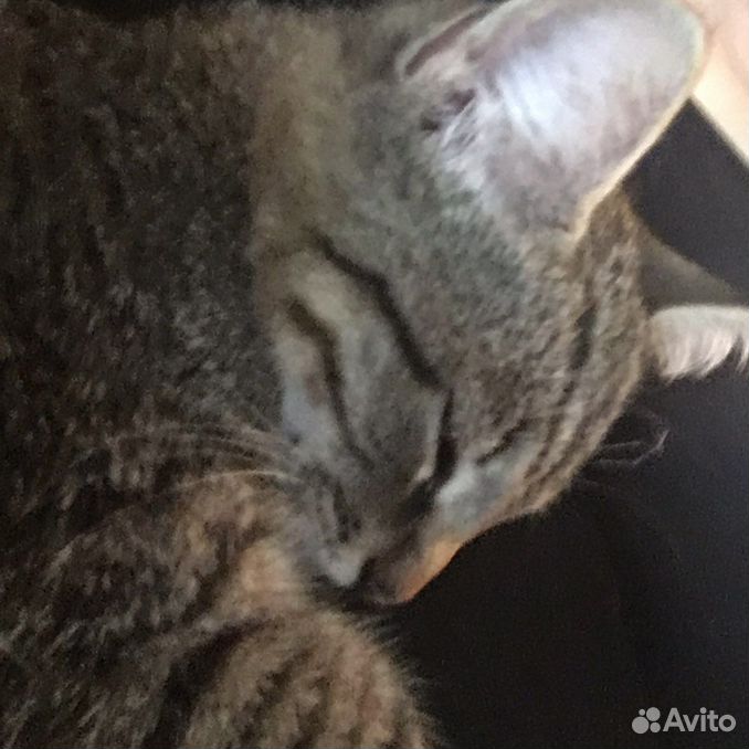 Котик Василий