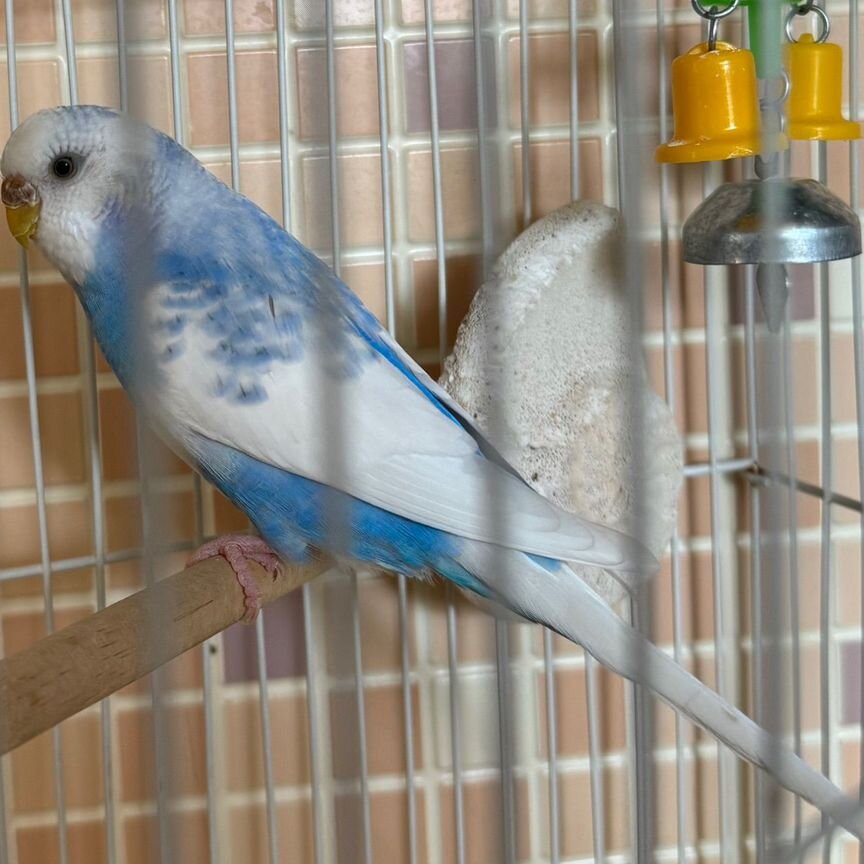 Попугай волнистый девочка