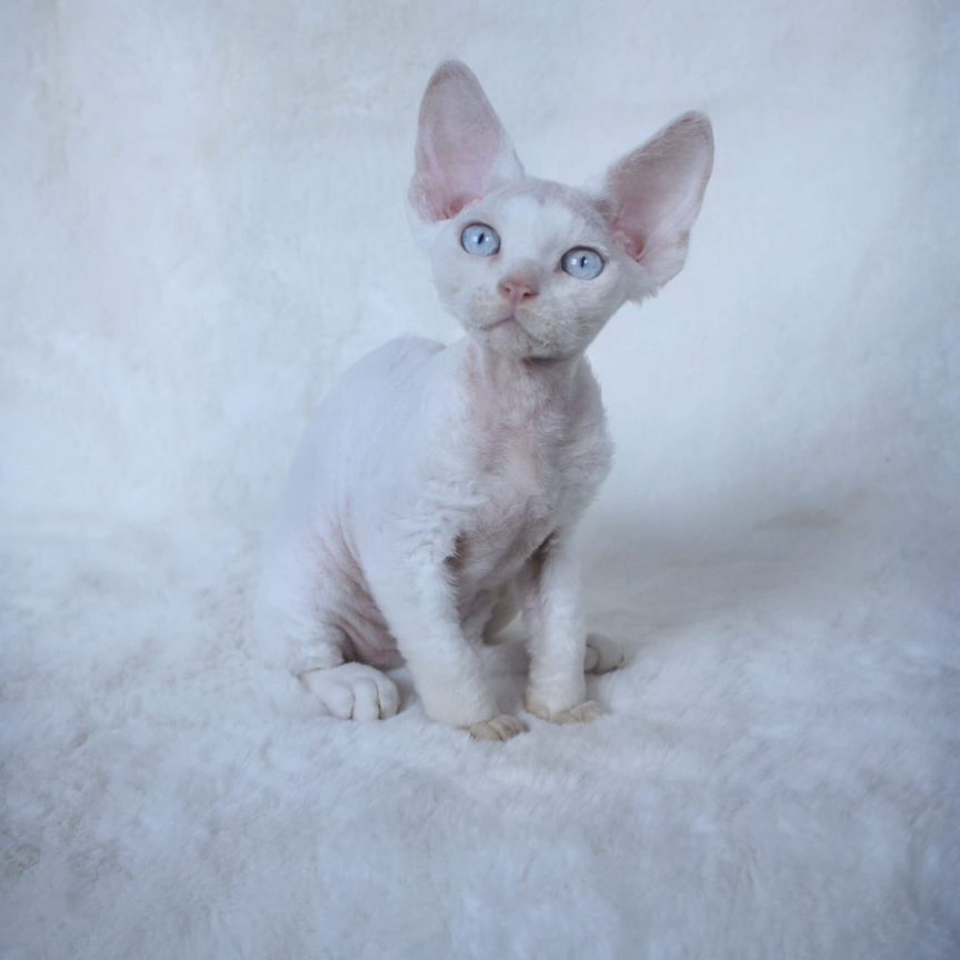 Котята девон-рекс