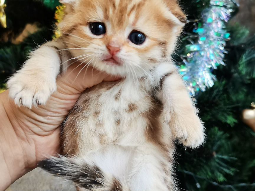 Котята драгоценных окрасов