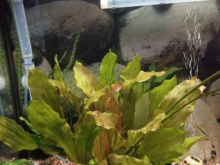 Эхинодорус красное пламя