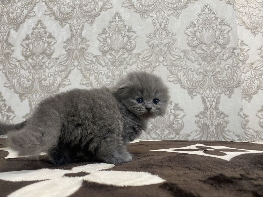 Шотландские котята ищут дом