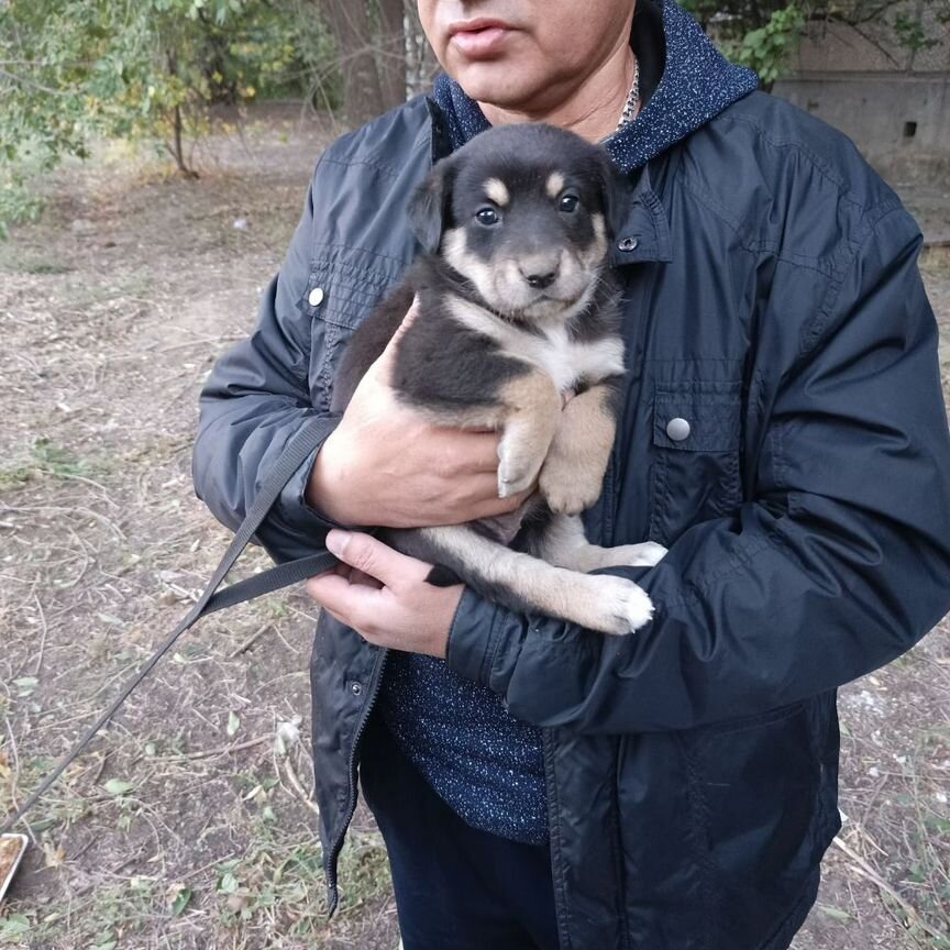 Щенки