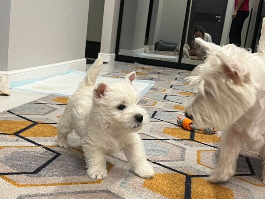 Белые медвежатки - Вестики