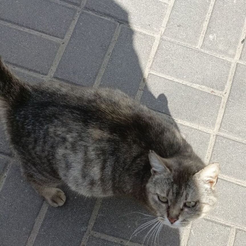 Прибилась кошка, может кто ищет