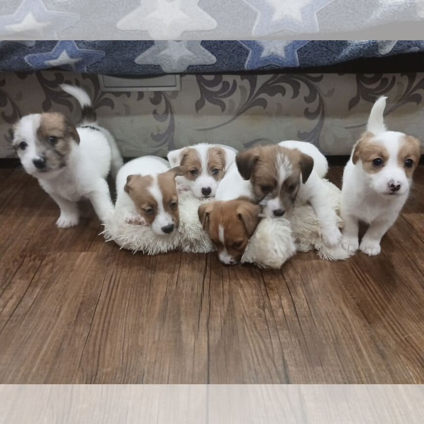 Джек-рассел-терьер, щенок