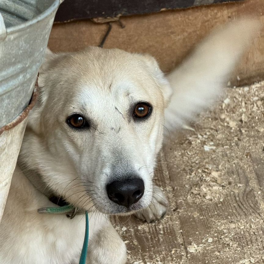 Собаку в приюте обижают