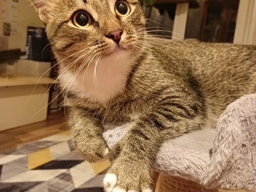 Котик 1 годик