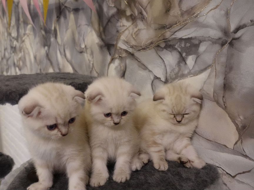 Шотландские котята