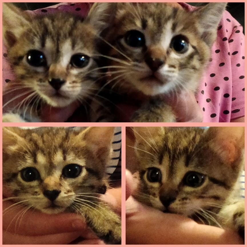 Котята-близняшки В добрые руки