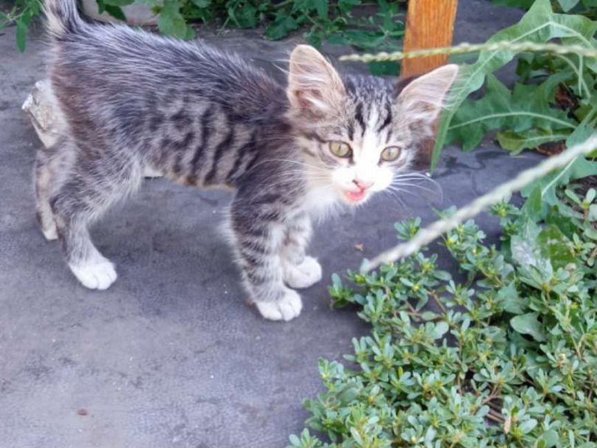 Кошки в добрые руки