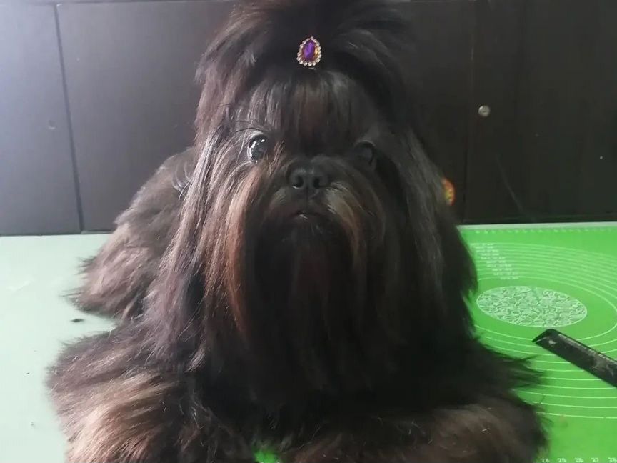 Ши-тцу, возраст 3 года