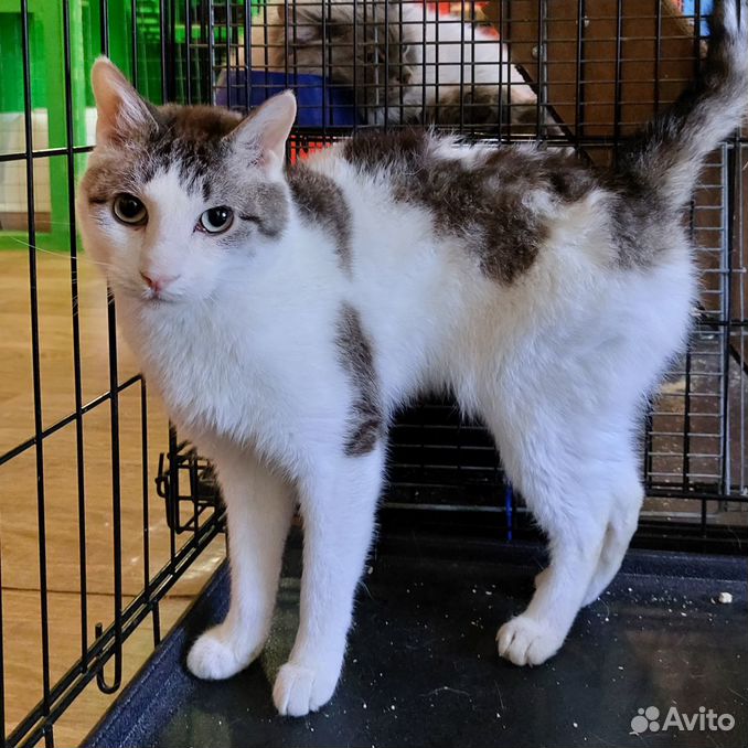 Кот, мальчик, 3 года, из приюта Домик