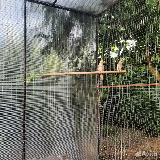 Продается пара корелл