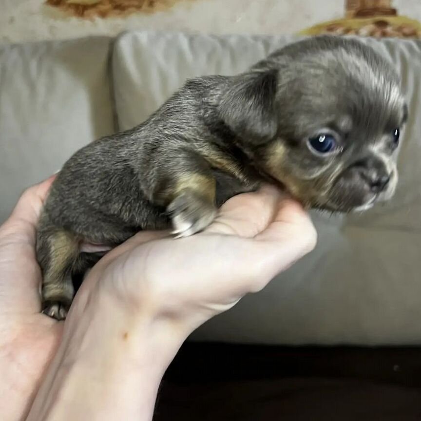 Чихуахуа, щенок