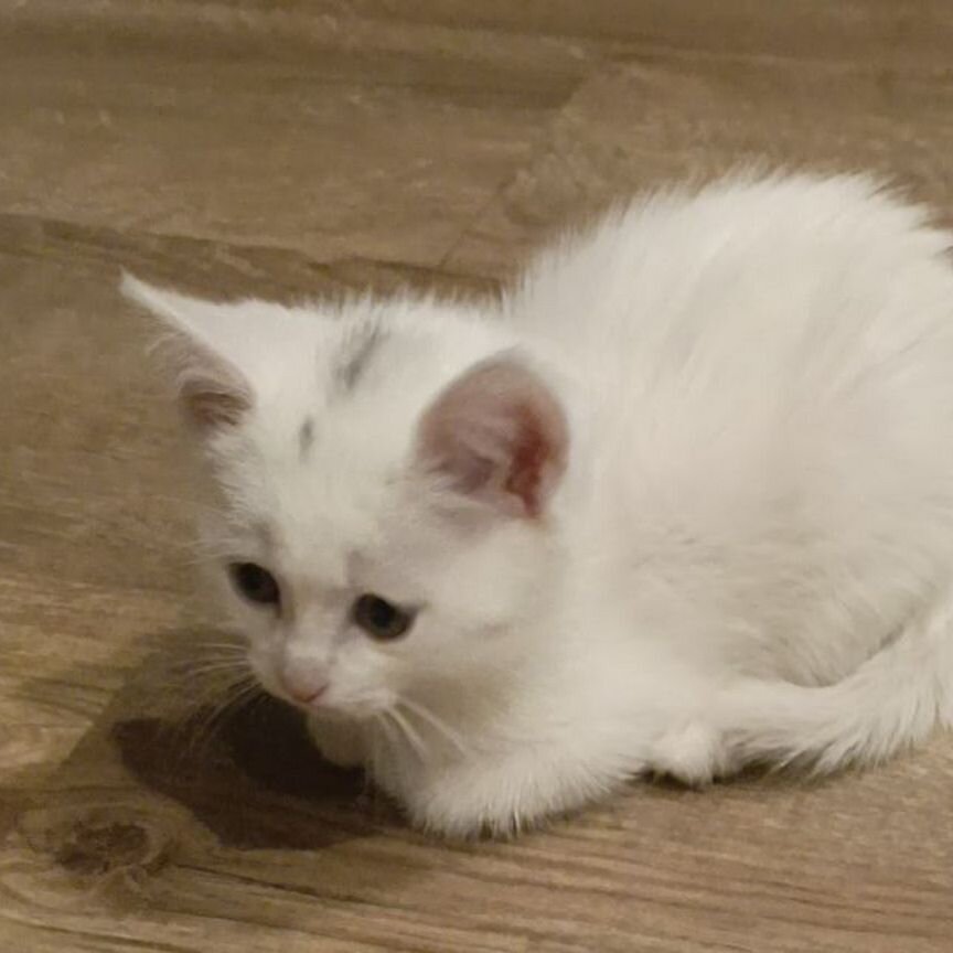 Котята