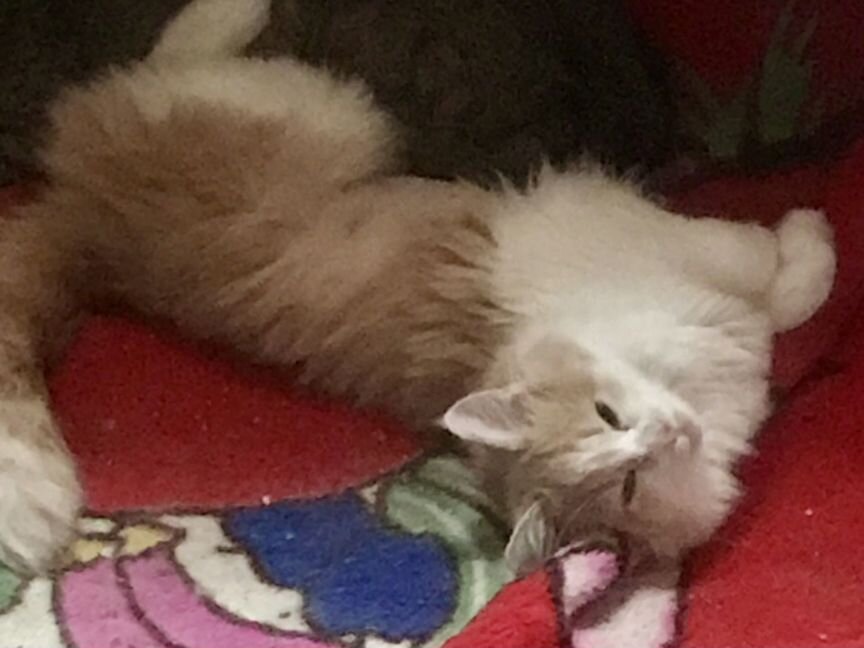 Рыжий котенок