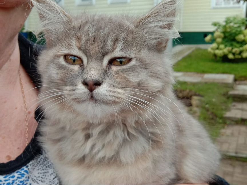 Котенок Пуша в добрые руки