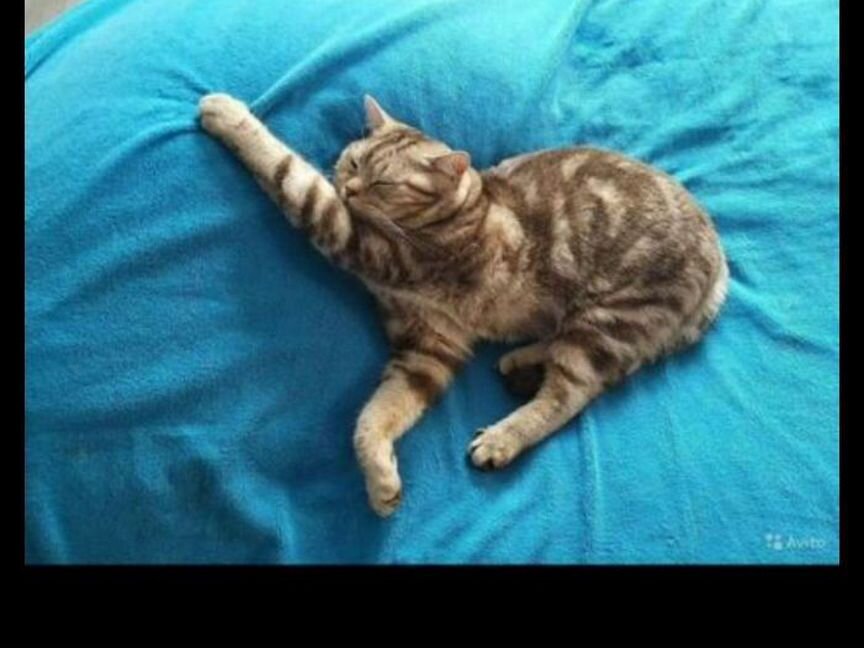 Шотландский кот на вязку