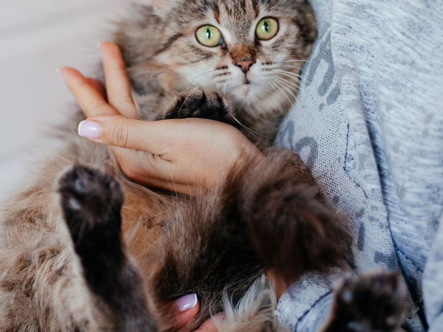 Кошка Афина ищет дом