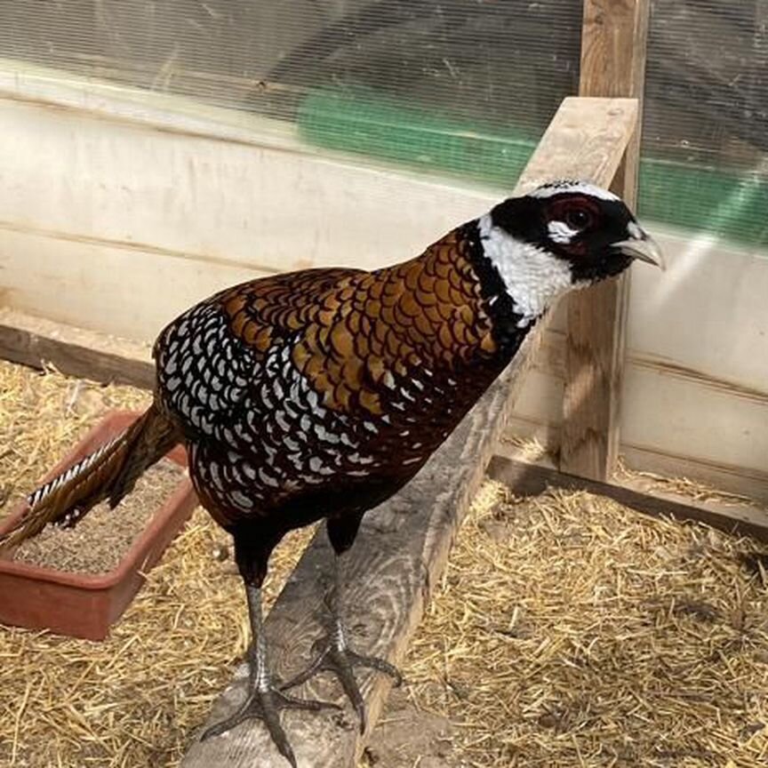 Королевский фазан