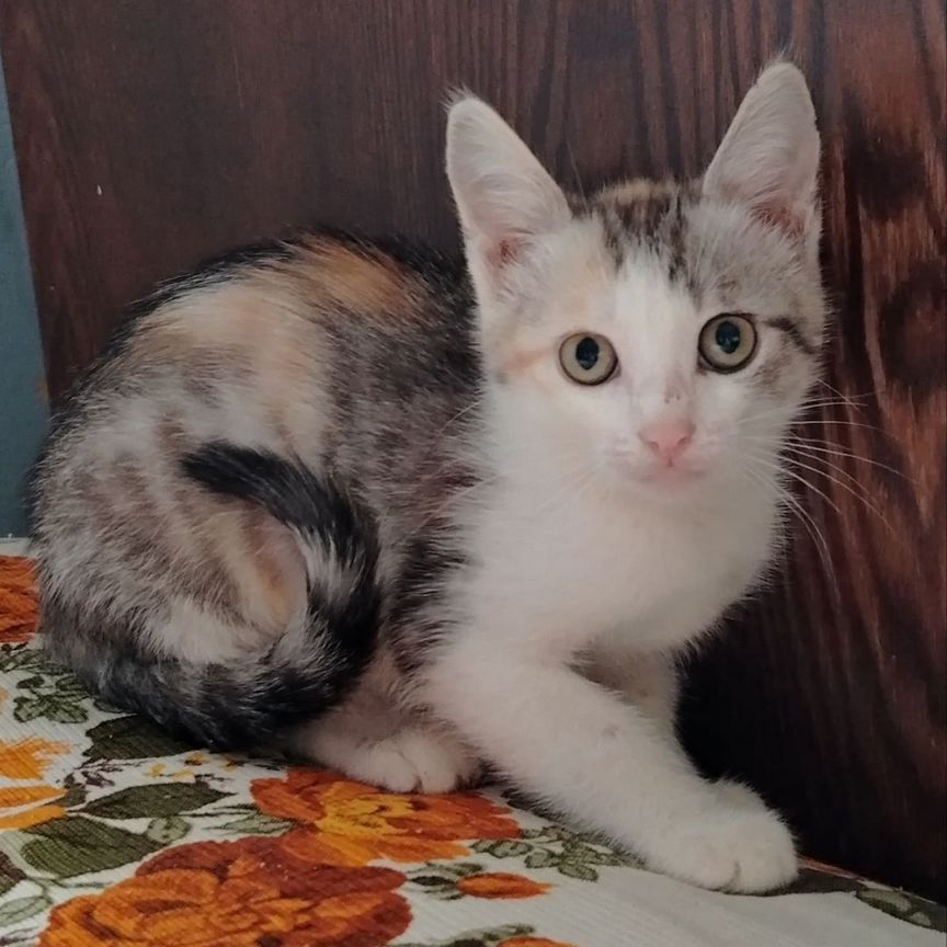 Котёнок