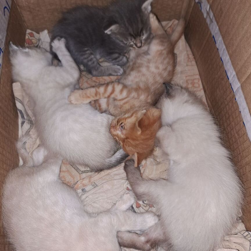 Продам котят