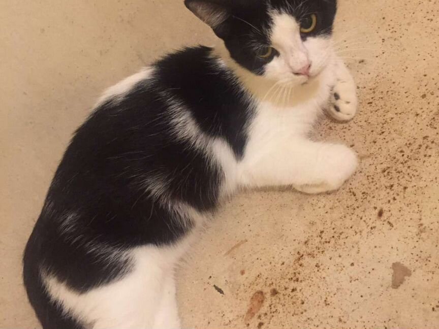 Кошка Ада