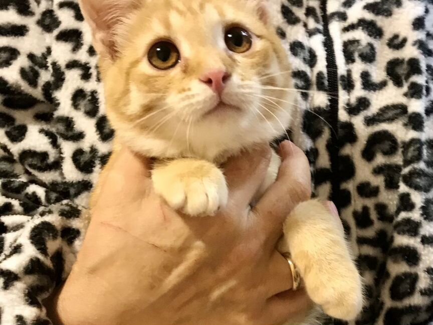 Том в поисках дома