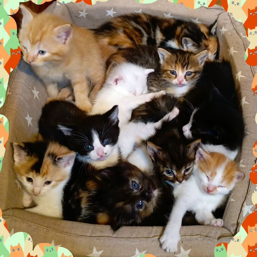 Котята