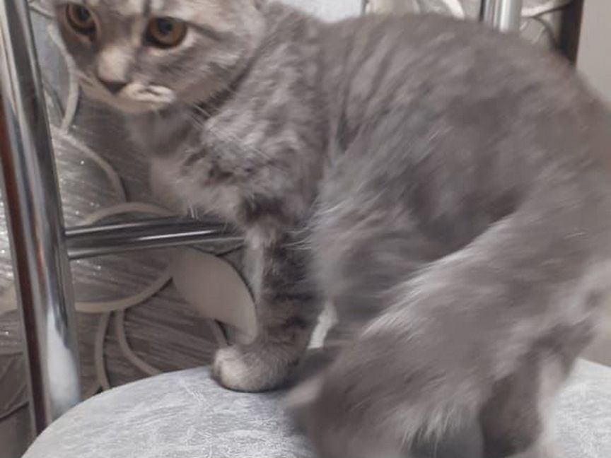 Котёнок Хильда