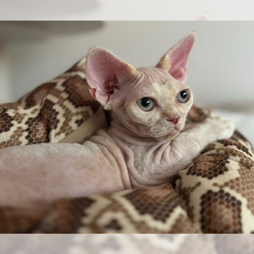 Котята девон-рекс