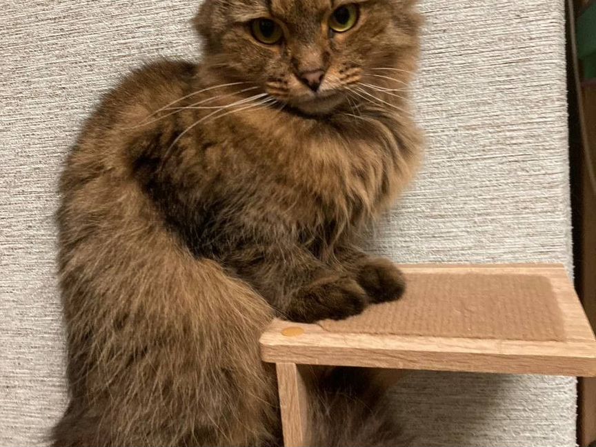 Леди кошка в добрые руки