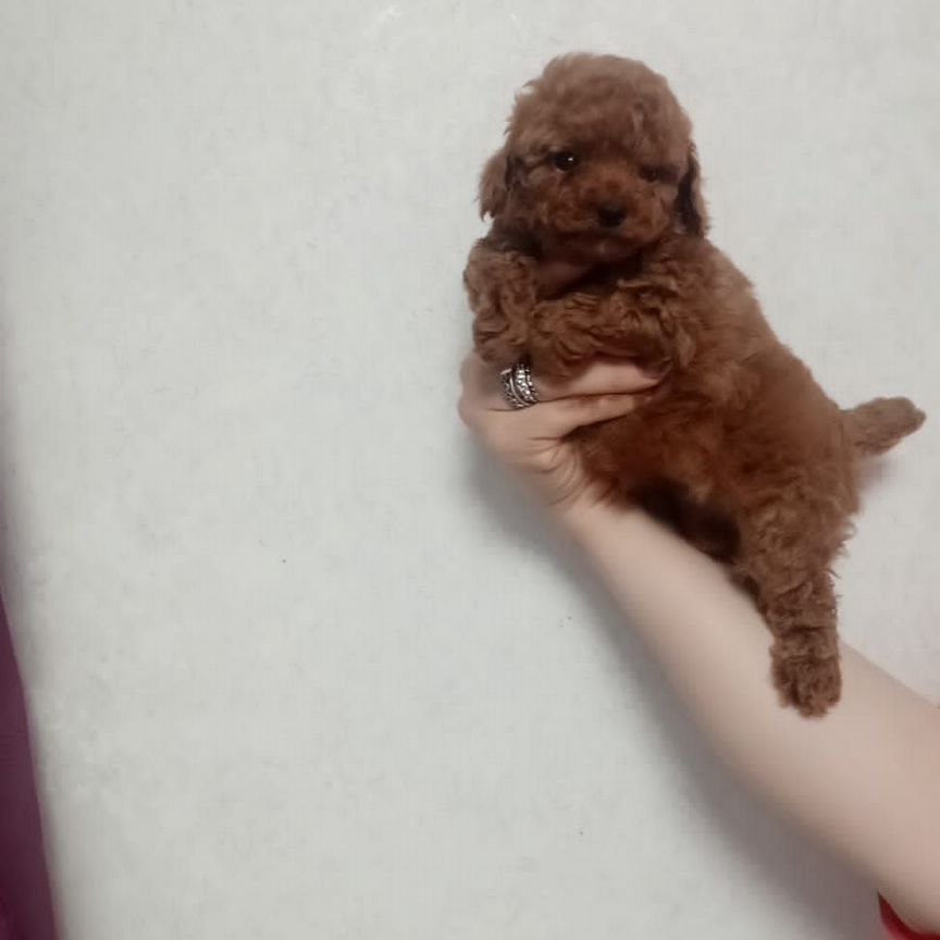Микро девочка redbrown мальтипу