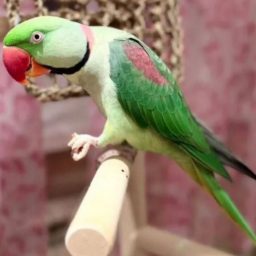 Александрийский попугай самец