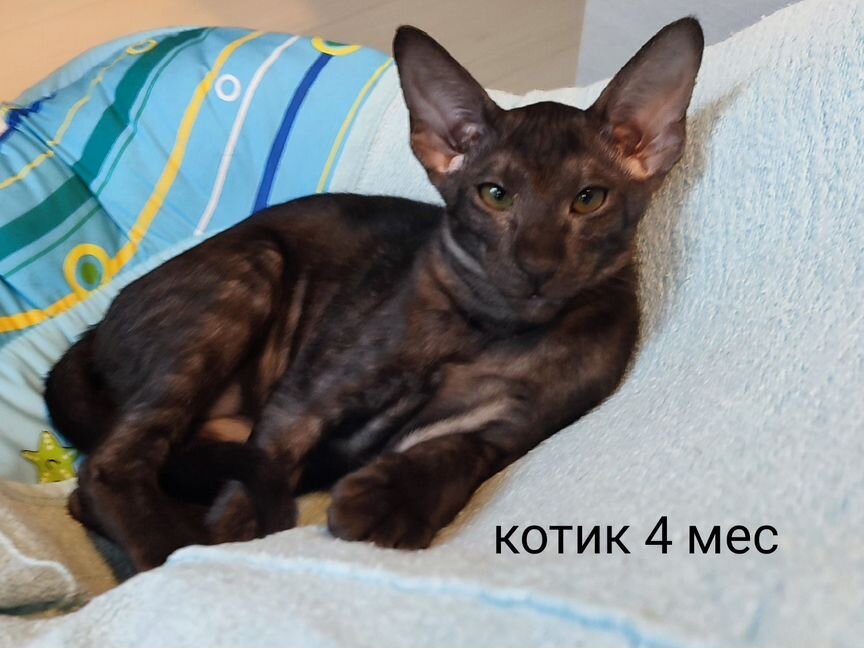 Ориентальные котята