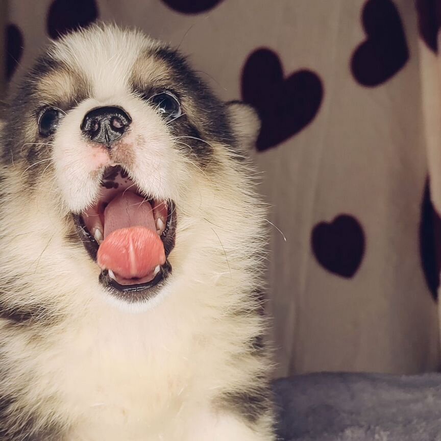 Вельш-корги пемброк триколор мальчик