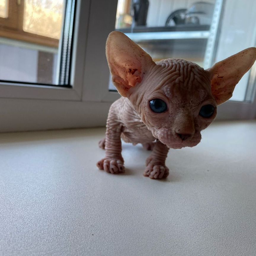 Канадский сфинкс