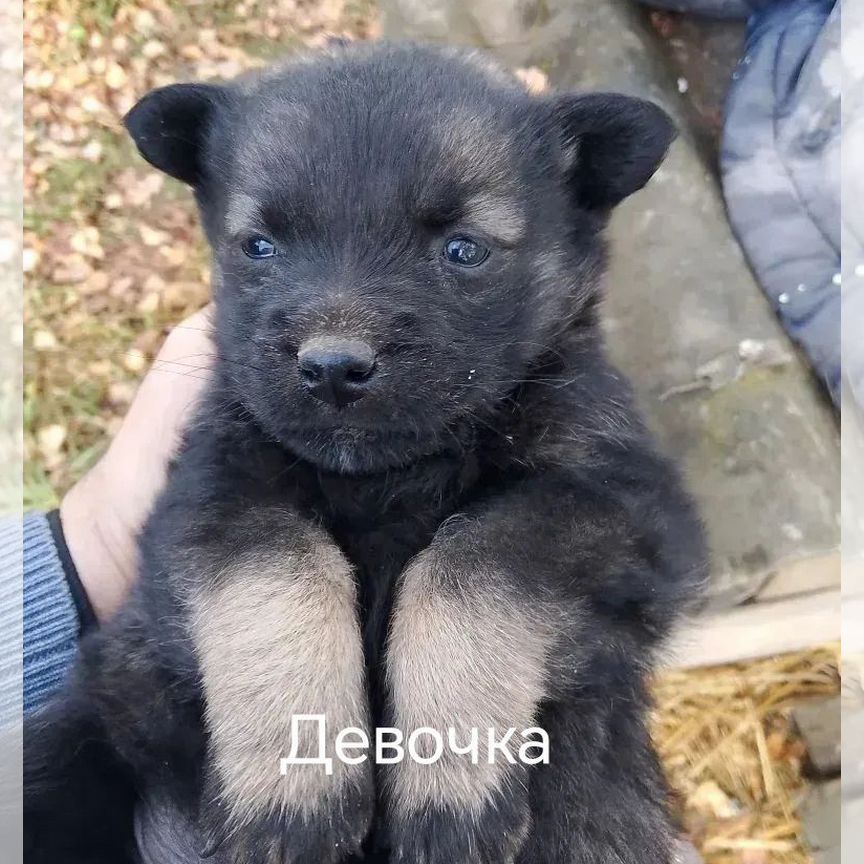 Щенок в добрые руки