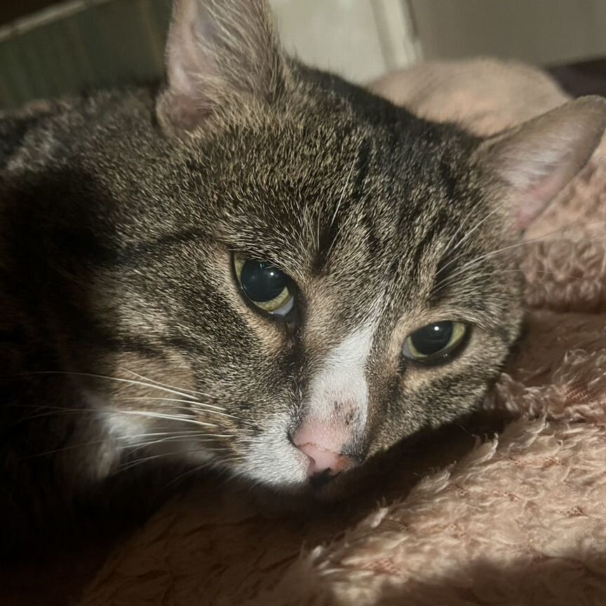 Кот Тима