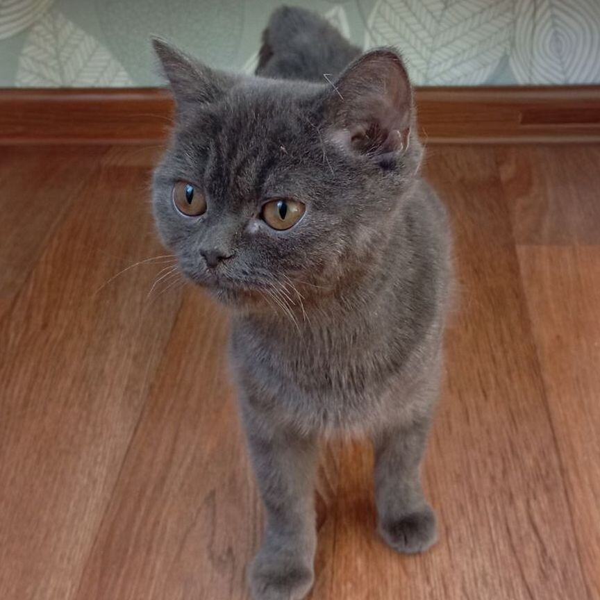 Шотландский прямоухий короткошёрстный котёнок