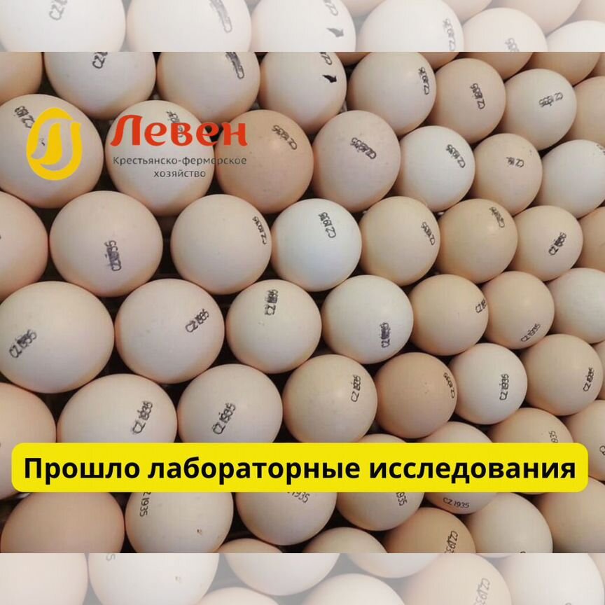Инкубационное яйцо. Кобб 500 и Росс 308
