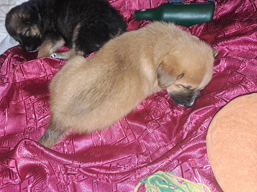 Щенки в добрые руки бесплатно