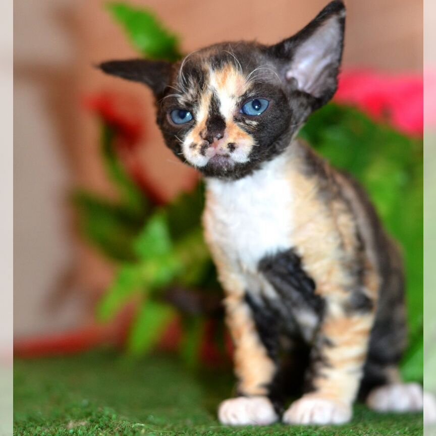 Девон-рекс котёнок