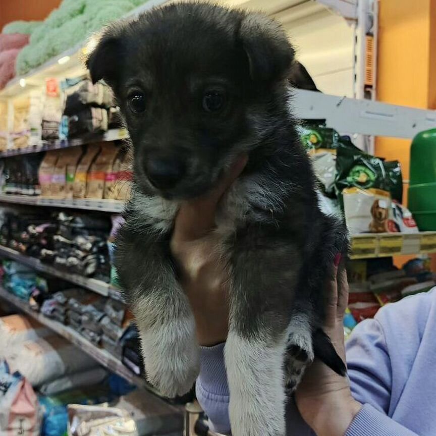 Щенок в добрые руки