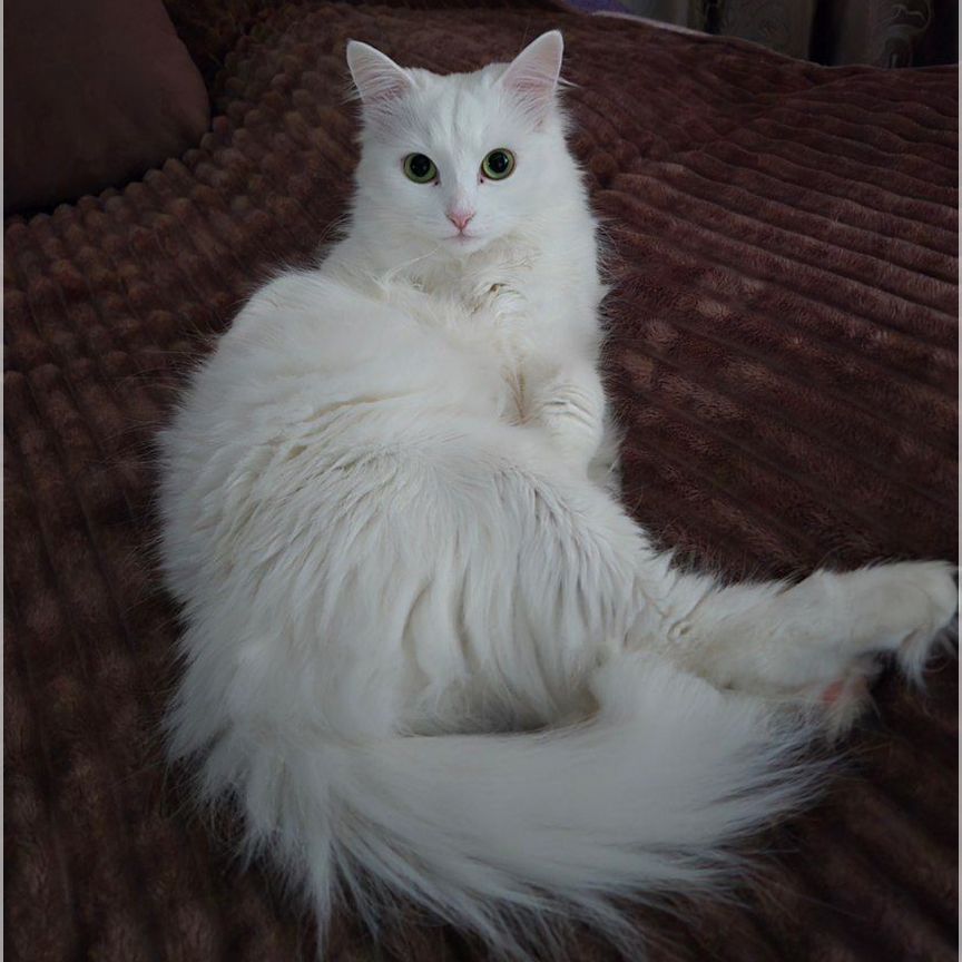 Кошка турецкая ангора