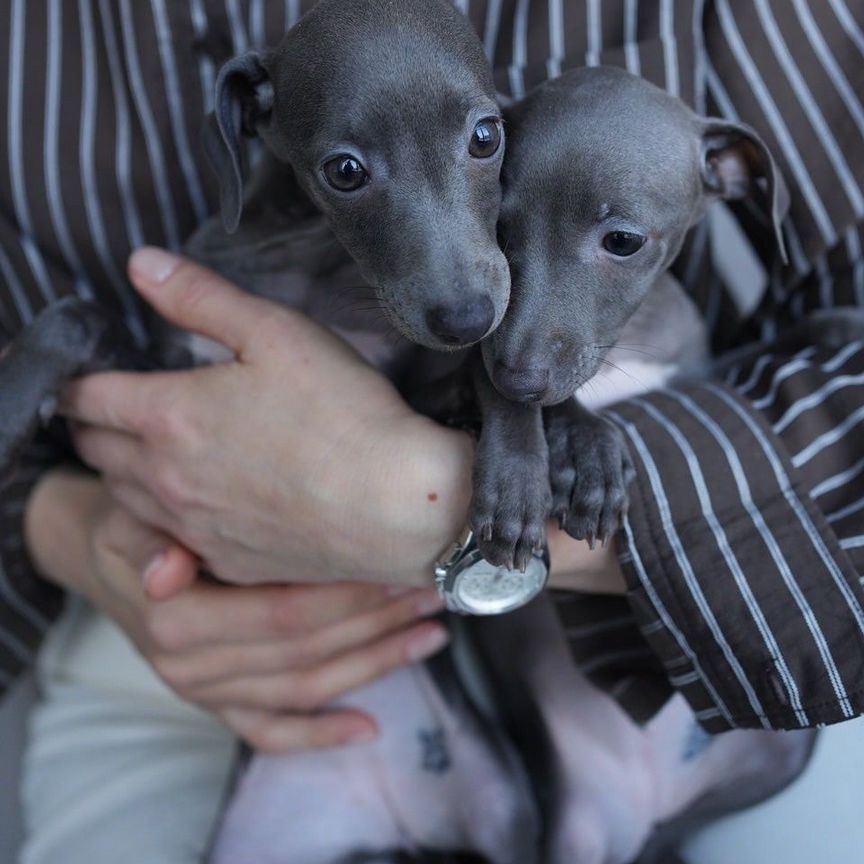 Левретка, щенок