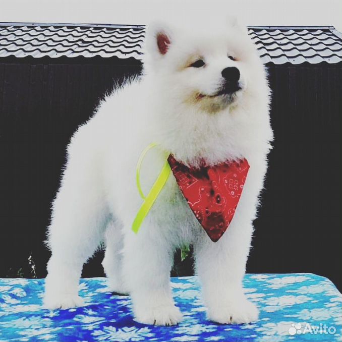 Щенки самоеда